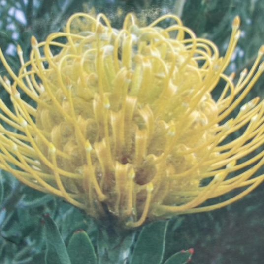 Leucospermum – Protea Patch